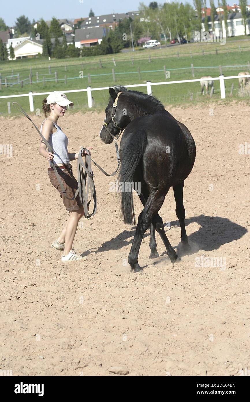 German Riding Pony at the Lunge, German Riding Pony at the Lunge Stock ...