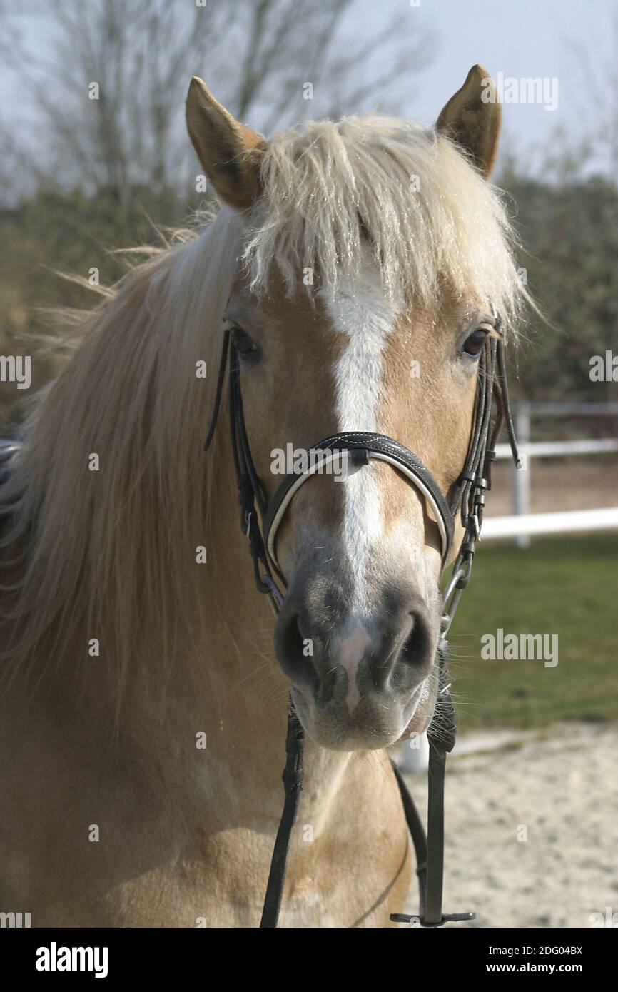 Caballo haflinger hi-res stock photography and images - Alamy