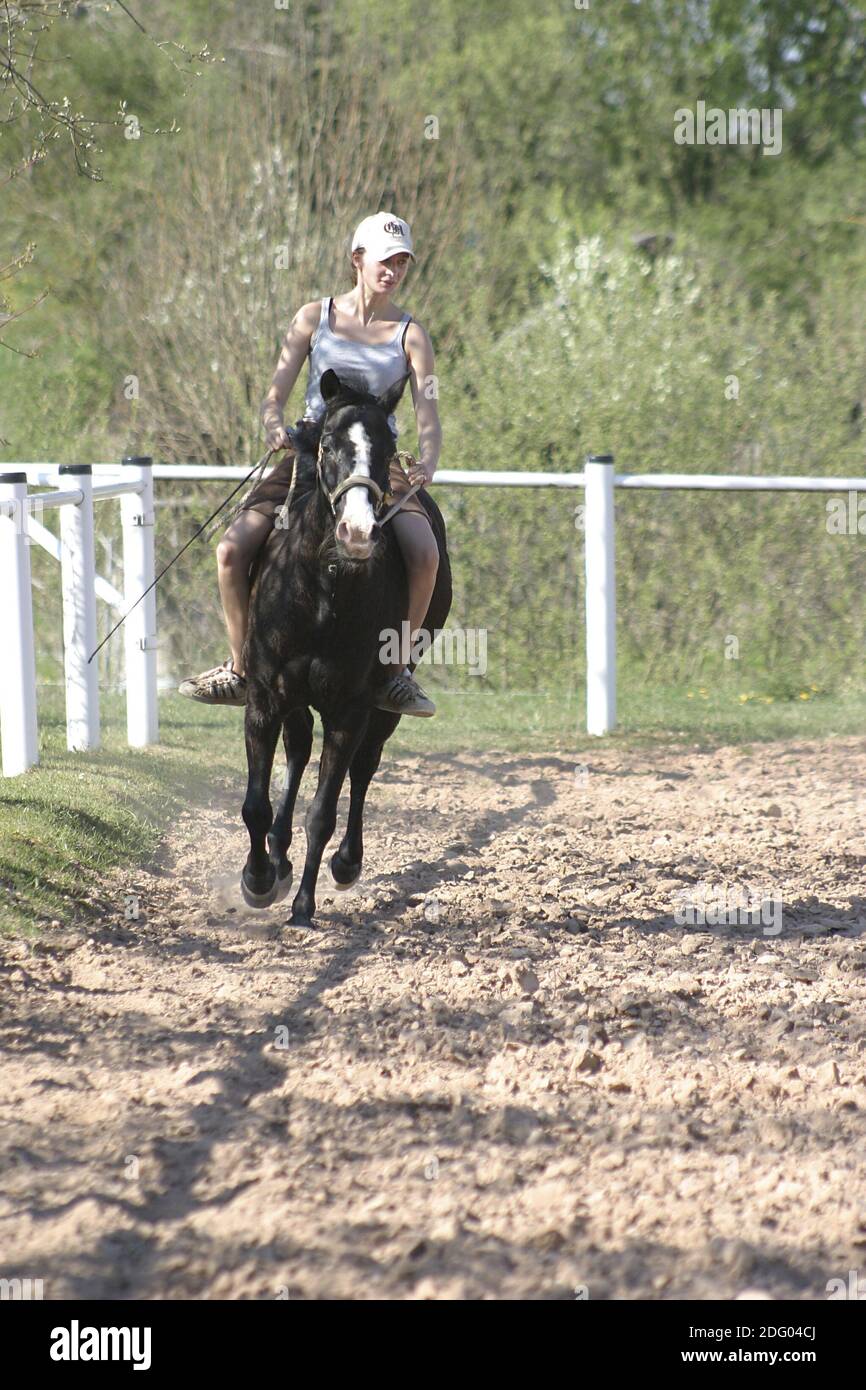 Deutsches Reitpony, German Riding Pony, Riding without Saddle Stock ...