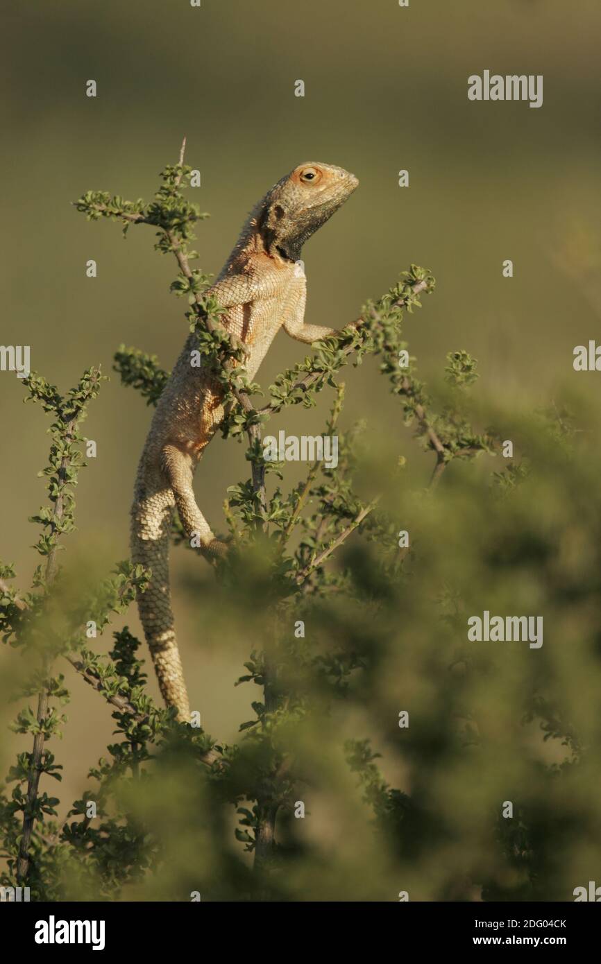Ground Agama (Agama aculeata), steppenagame, south africa Stock Photo ...