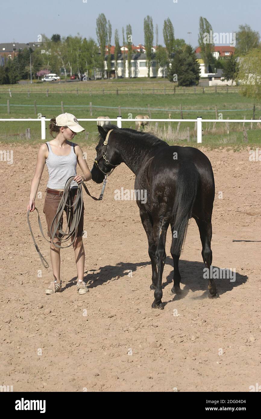 German Riding Pony at the Lunge, German Riding Pony at the Lunge Stock ...