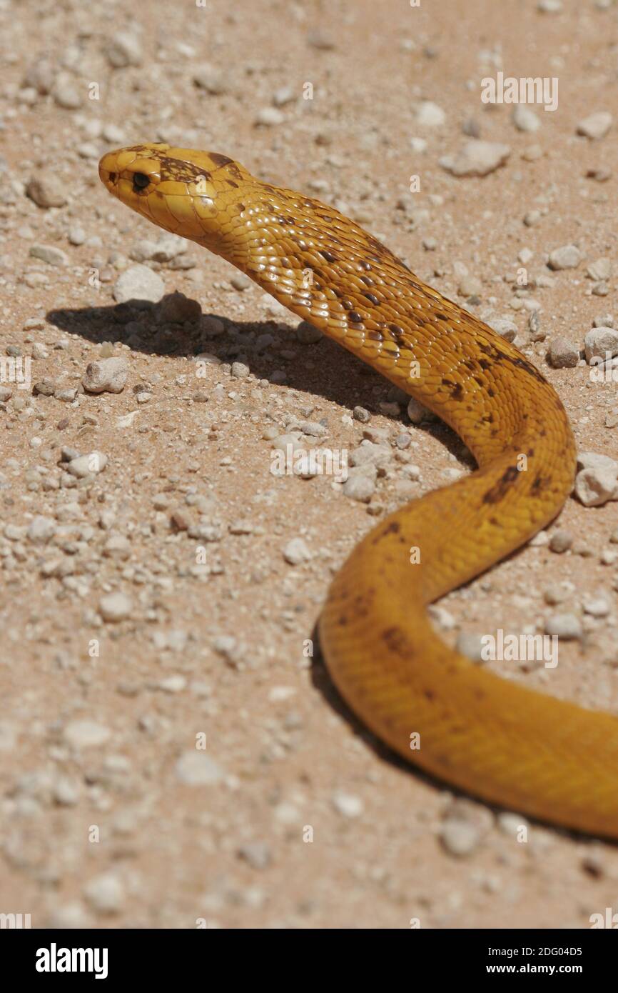 Cape cobra, Naja nivea, kapkobra, giftnatter, south africa Stock Photo ...