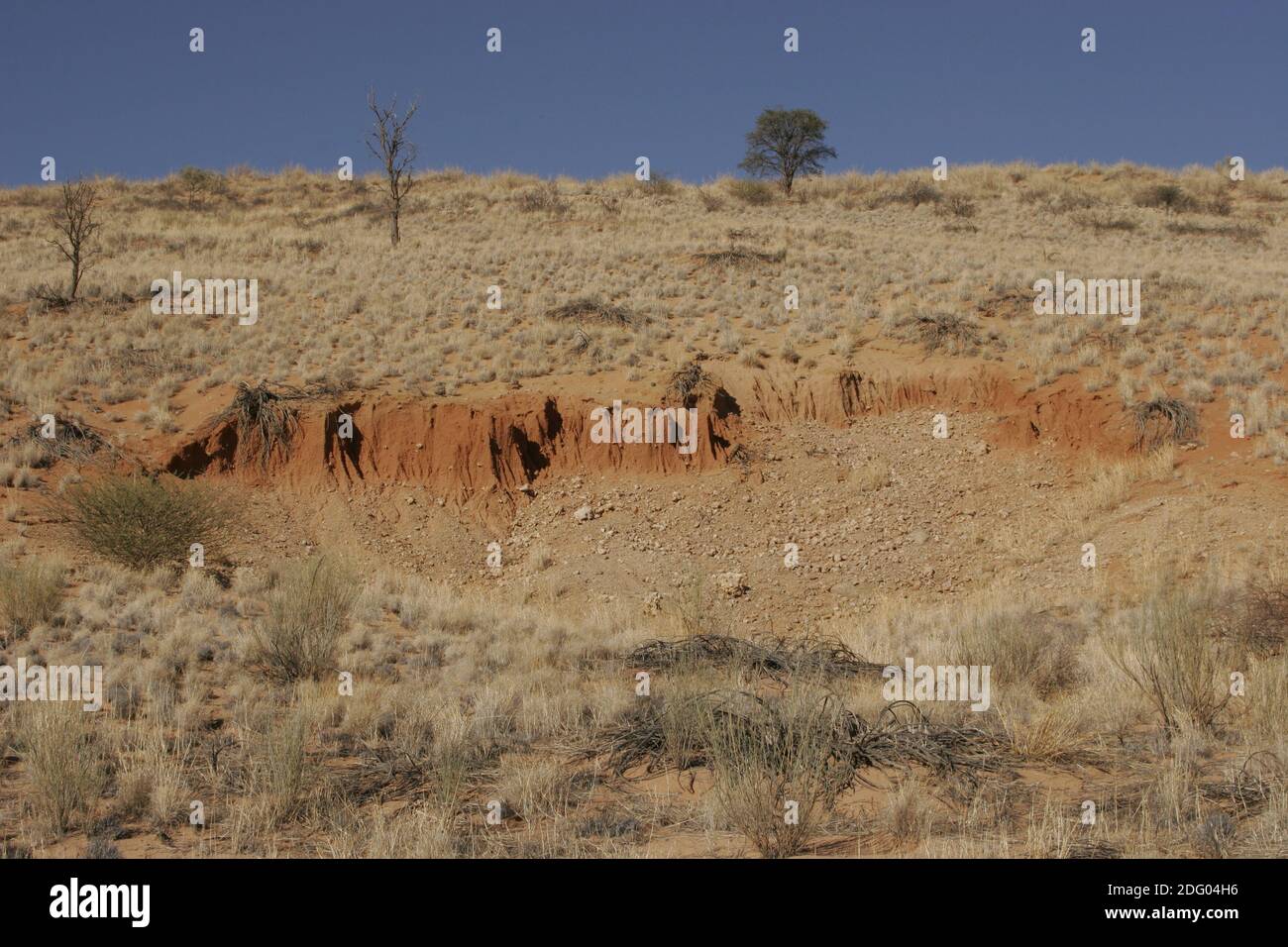 Kalahari Desert Landscape in South Africa Stock Photo - Alamy
