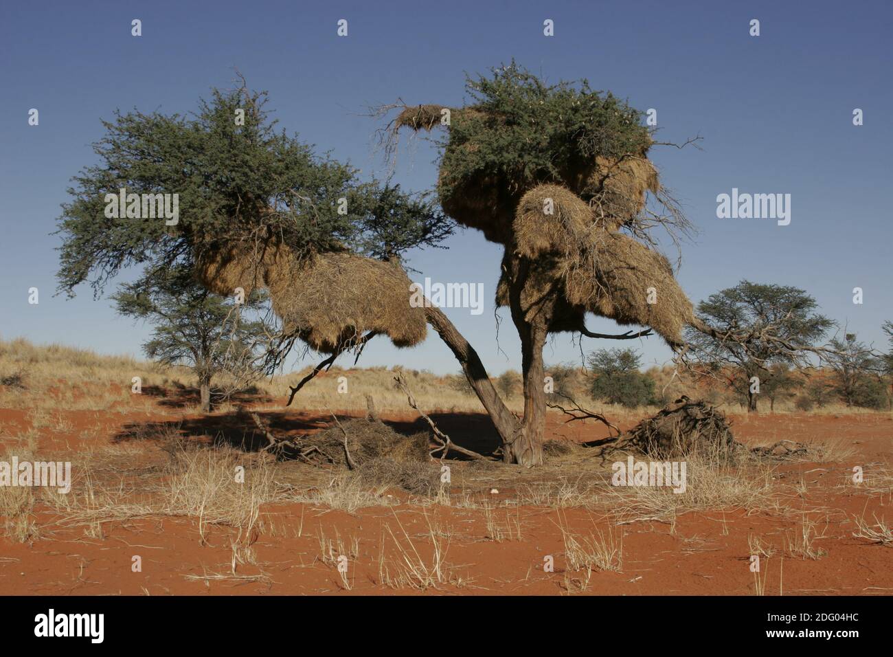 Kalahari Desert Landscape in South Africa Stock Photo - Alamy