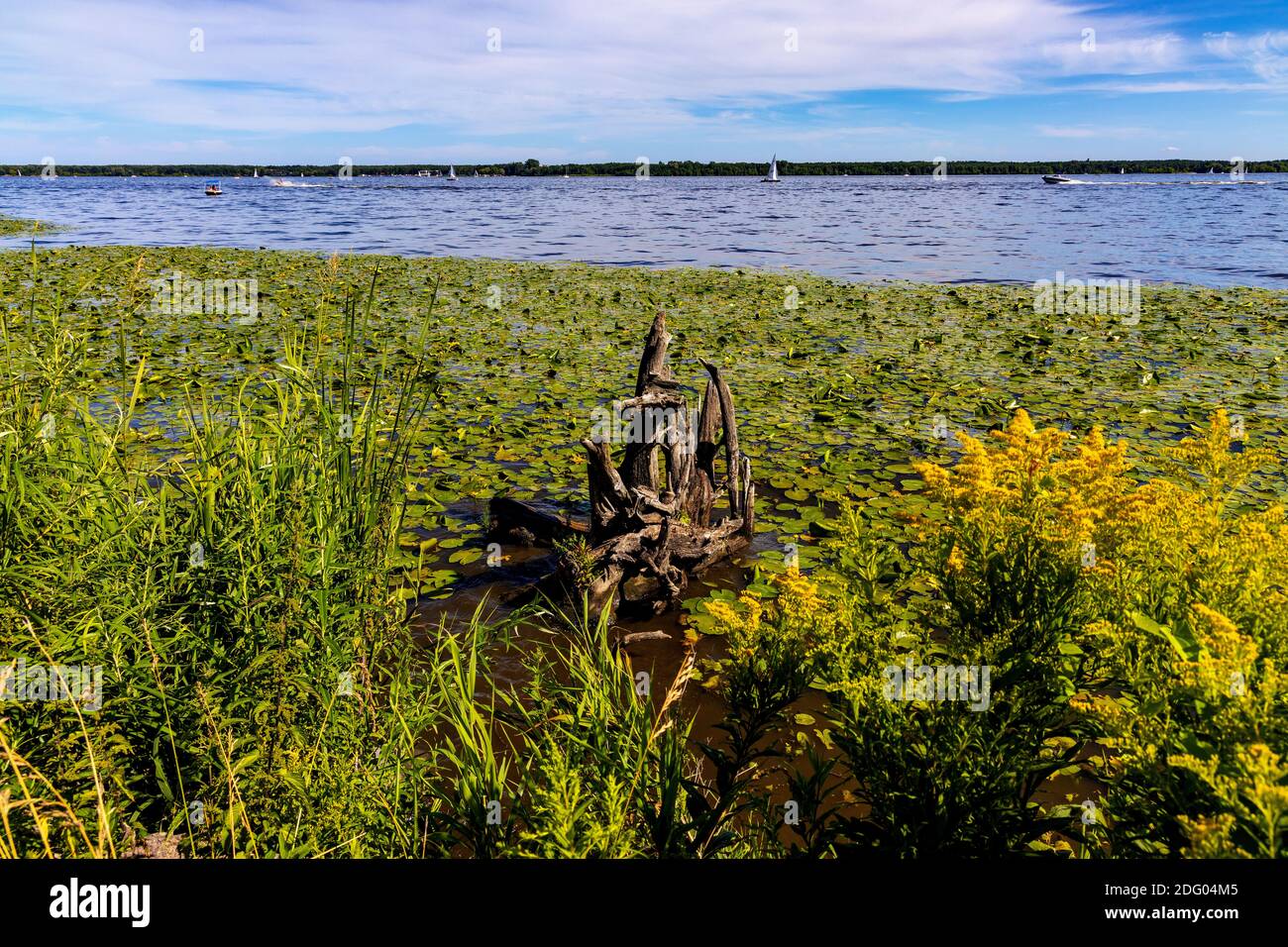 Panoramic view of Zegrzynskie Reservoir Lake and Narew river with reed ...
