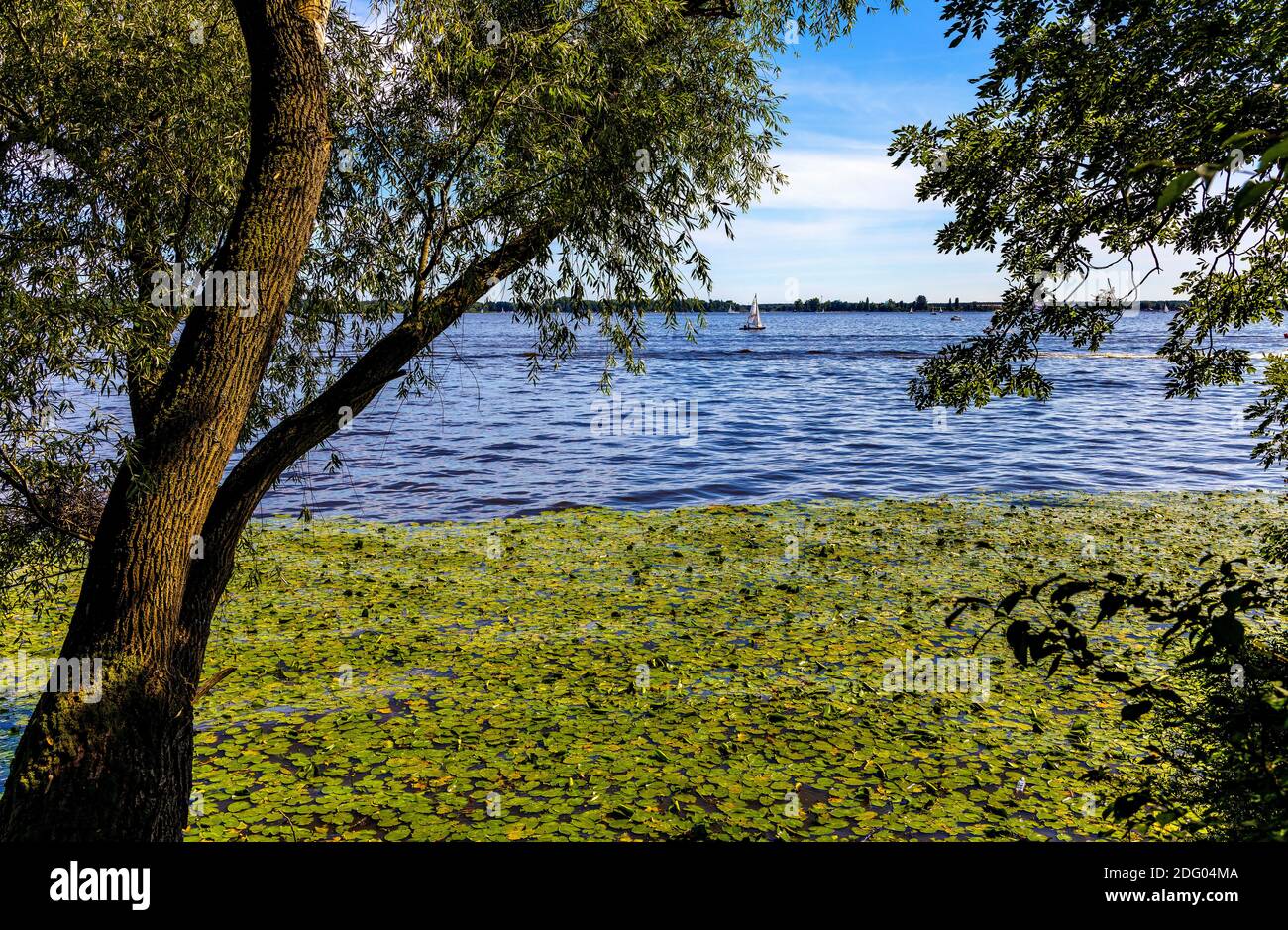 Panoramic view of Zegrzynskie Reservoir Lake and Narew river with reed ...