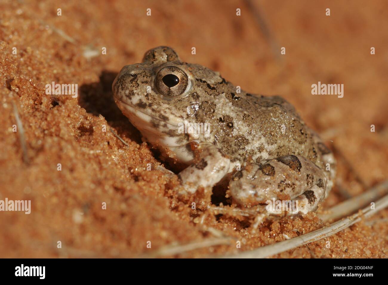 Sand Frog in South Africa Stock Photo - Alamy