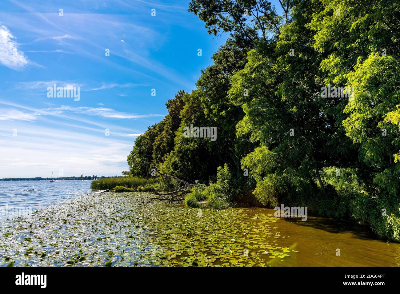 Panoramic view of Zegrzynskie Reservoir Lake and Narew river with reed ...