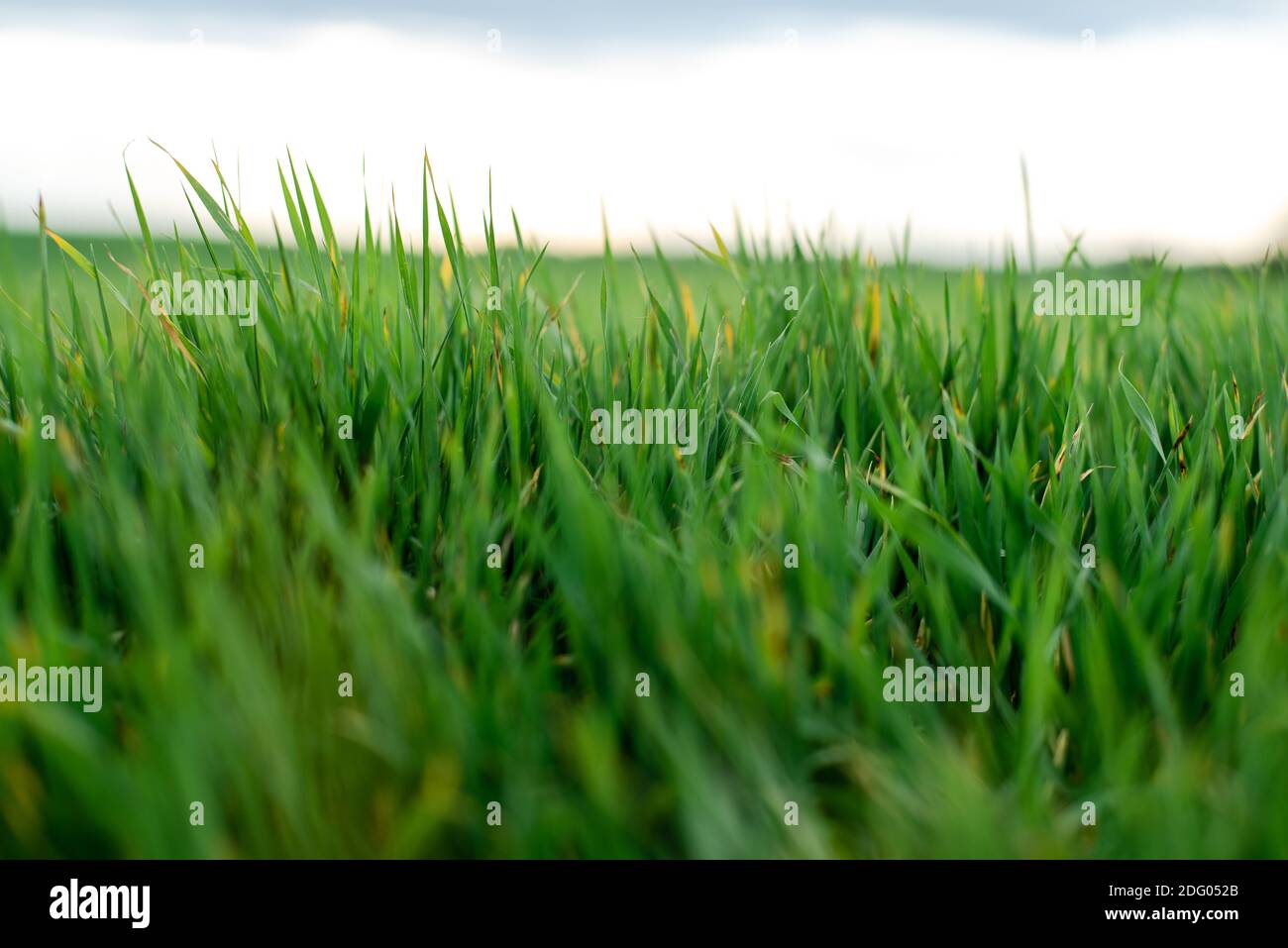 field with grass. grass shot close up Stock Photo - Alamy