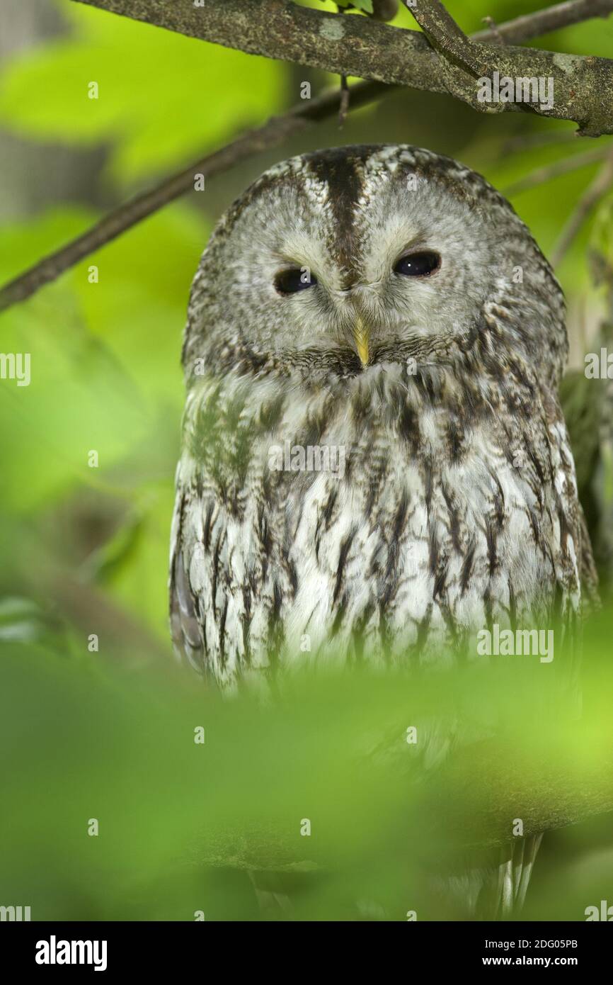 Owl forest hi-res stock photography and images - Alamy