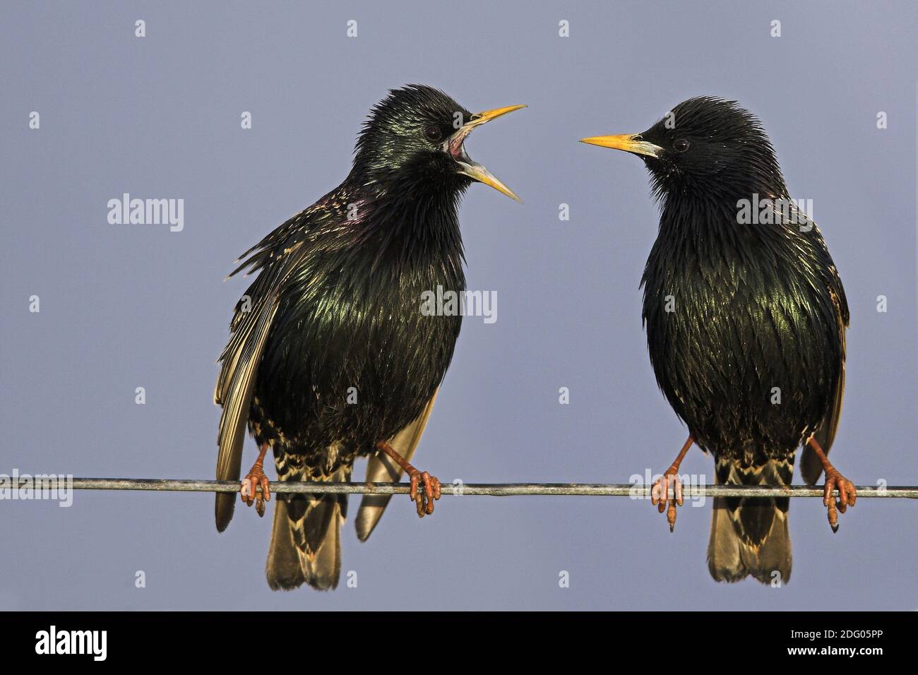 Starling calling hi-res stock photography and images - Alamy