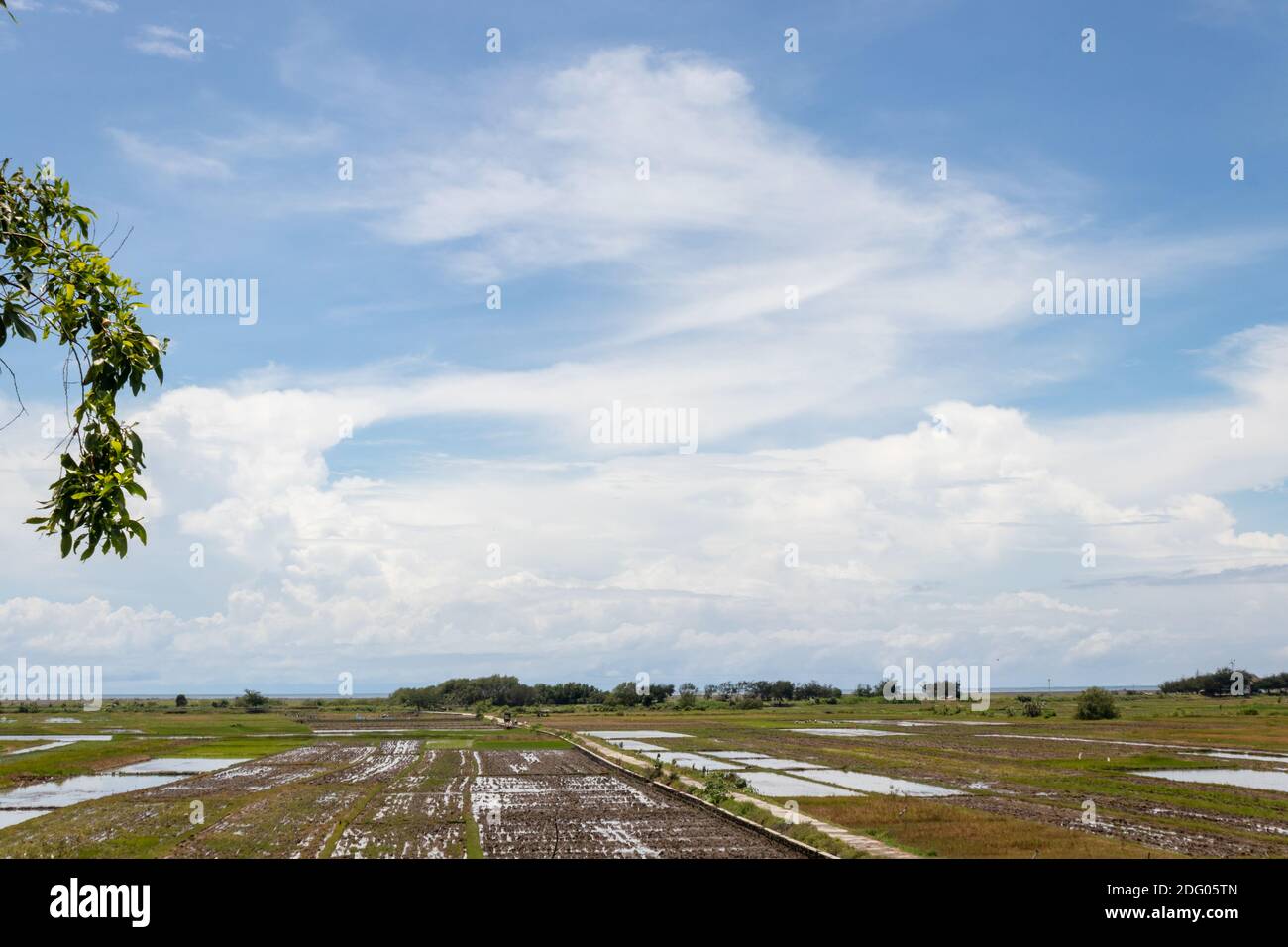 A stretch of rice field with a clear sky Stock Photo - Alamy