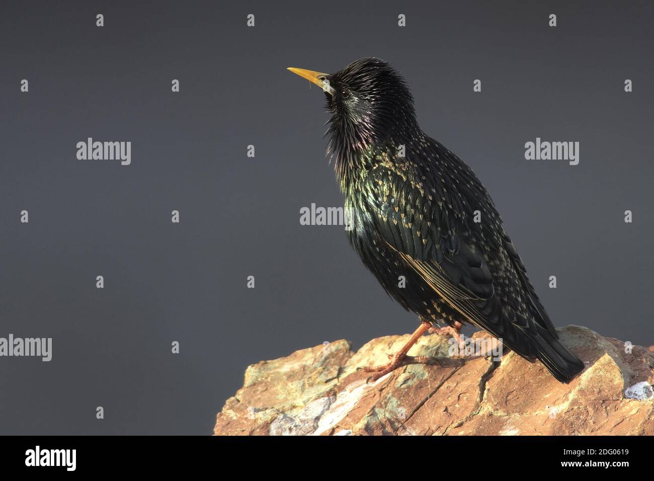 Starling calling hi-res stock photography and images - Alamy