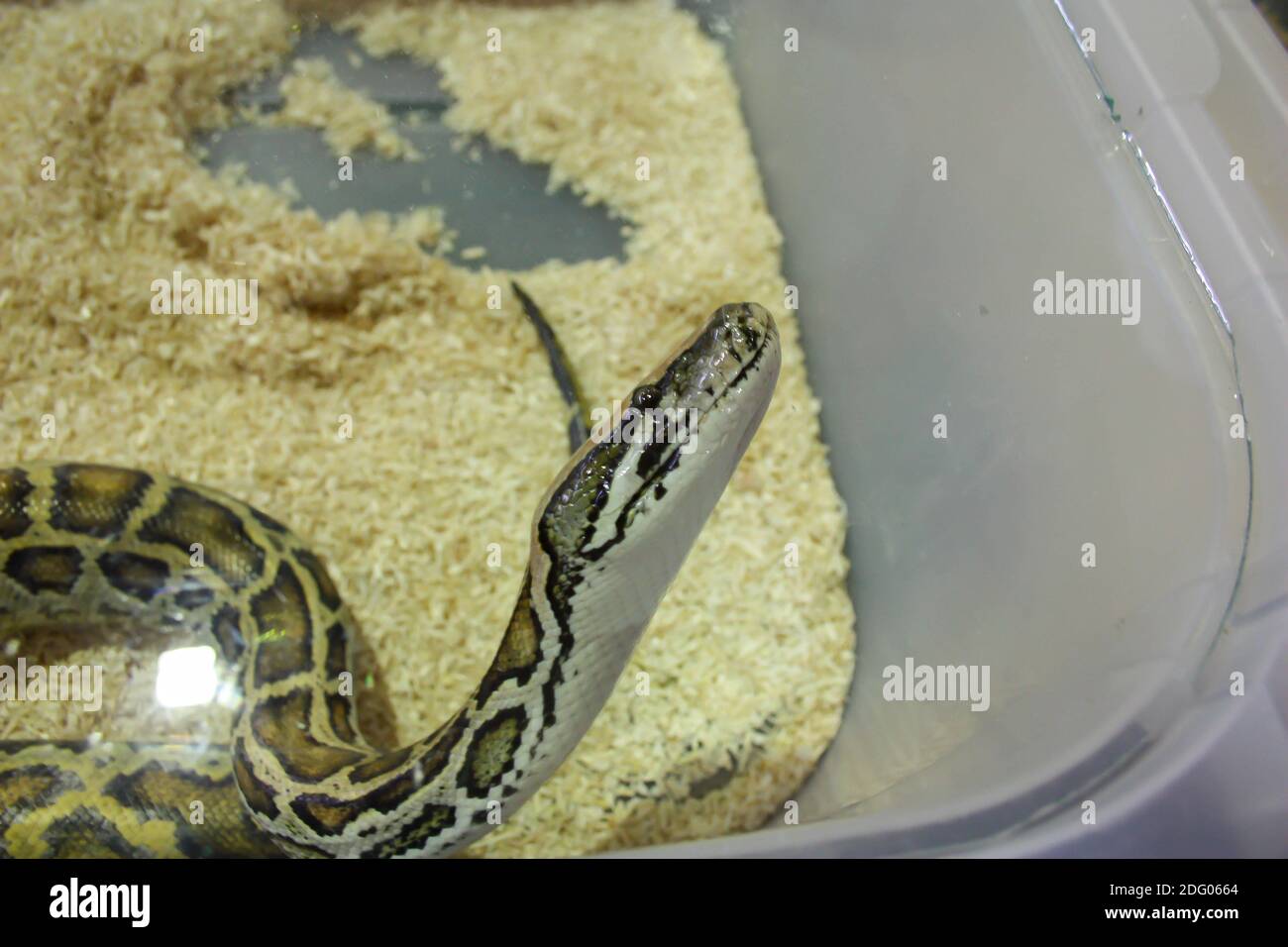 reptile python molurus of medium age breeding in reptile house Stock ...