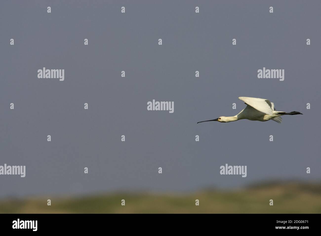 African spoonbill bird hi-res stock photography and images - Alamy