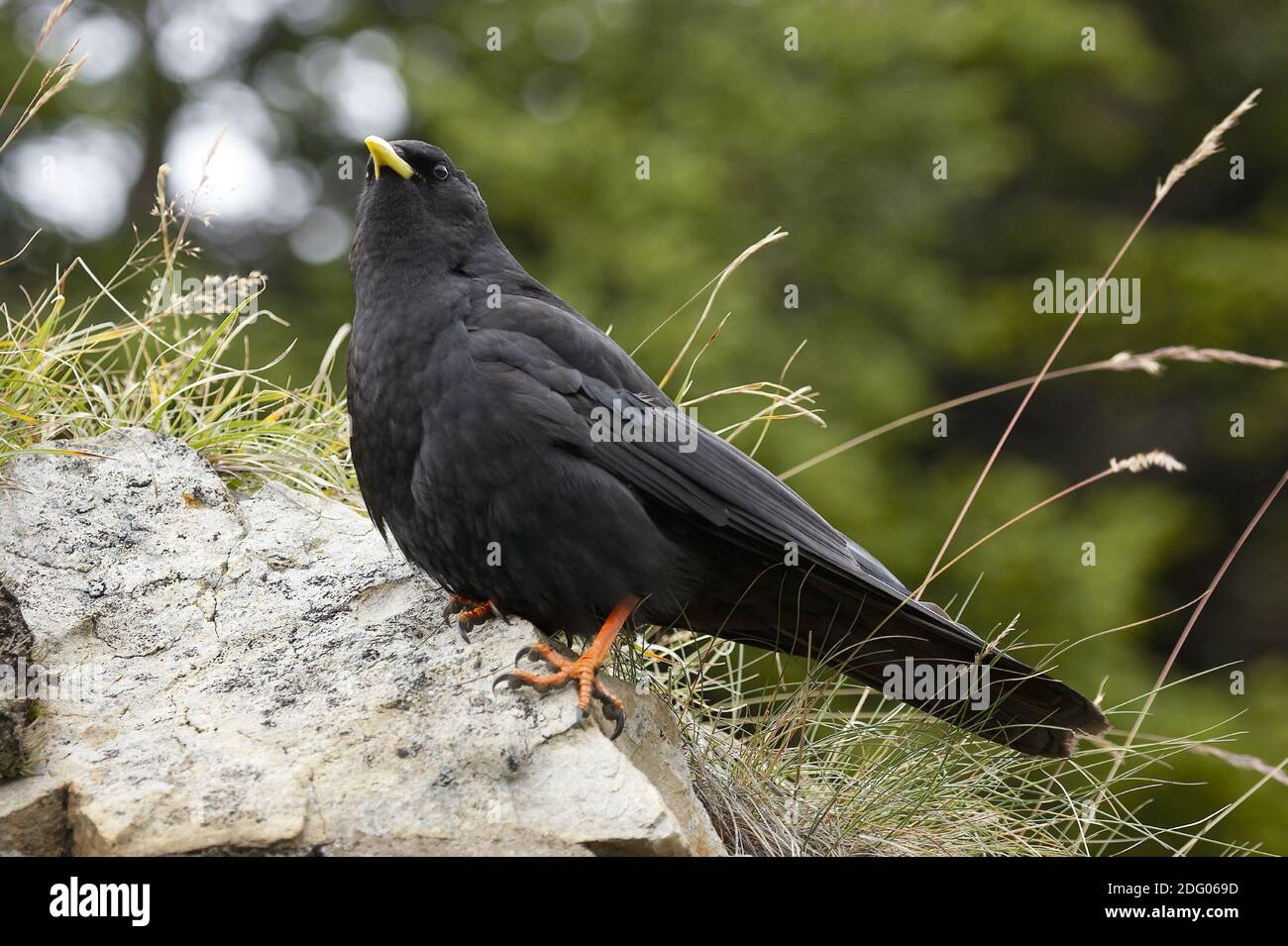 Chocard hi-res stock photography and images - Alamy