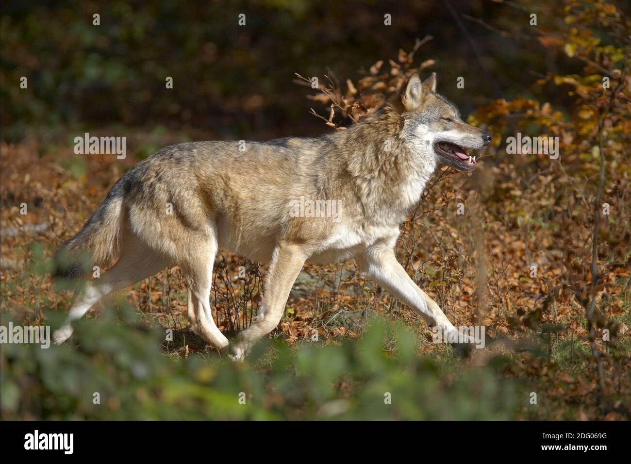 Grey wolf hunting hi-res stock photography and images - Alamy