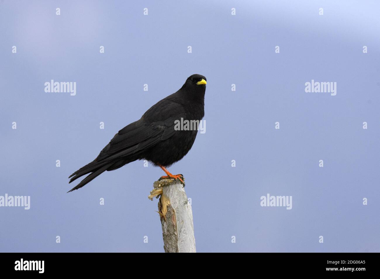 Chocard hi-res stock photography and images - Alamy