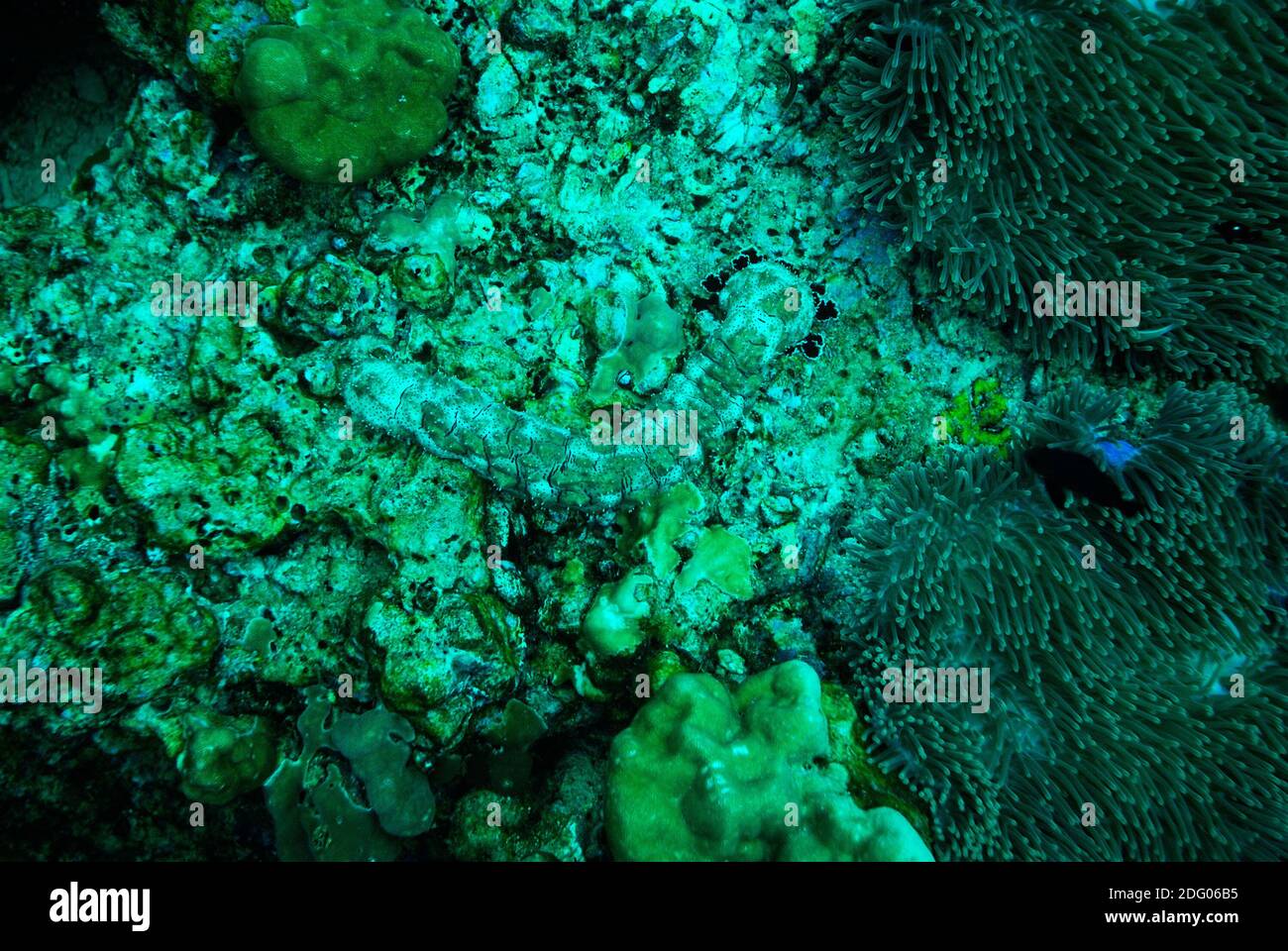Seacucumber, laying down immobile close to rock and hardly visible ...