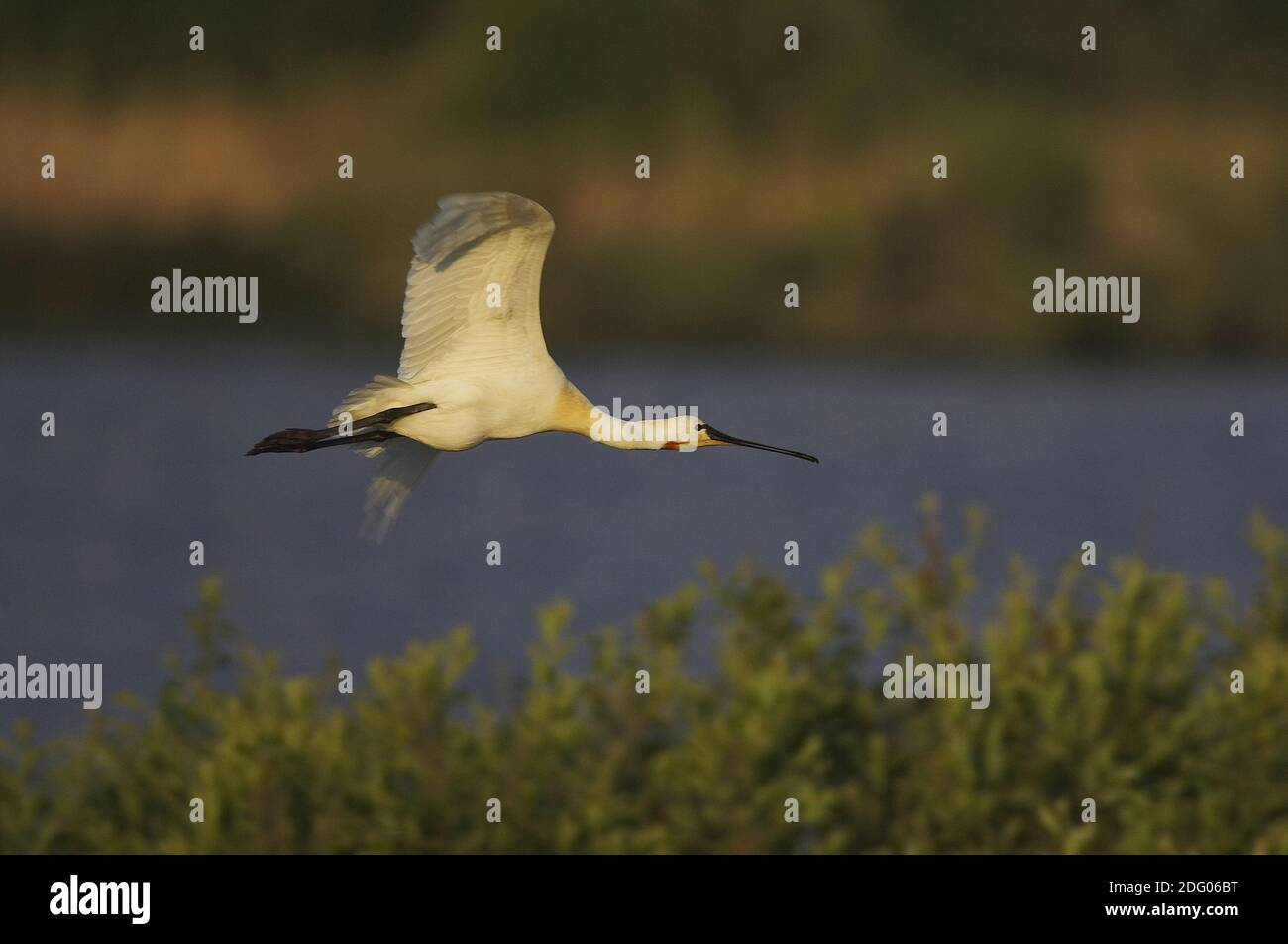 Spoonbill of africa hi-res stock photography and images - Alamy