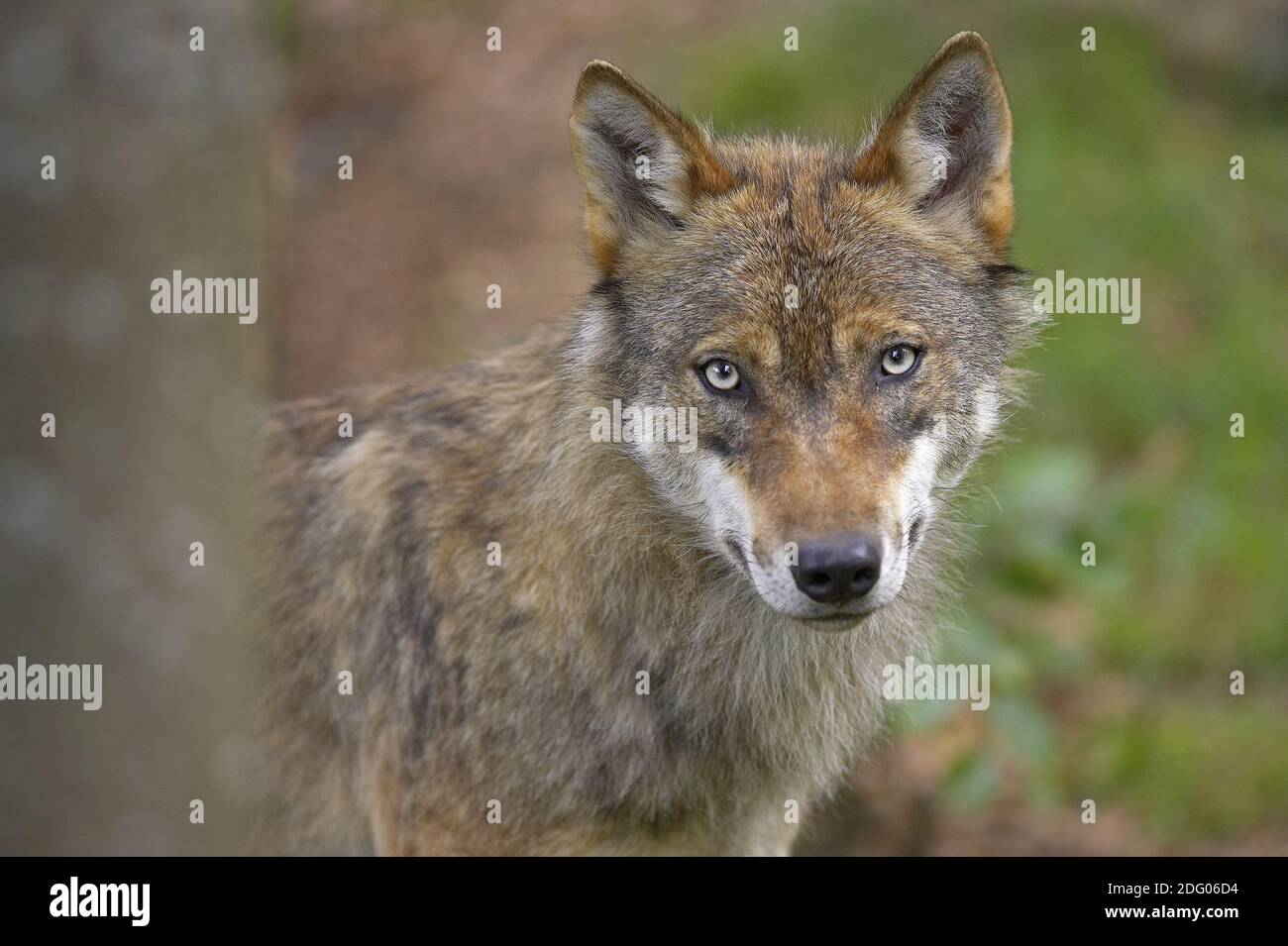 Wolf line hi-res stock photography and images - Alamy