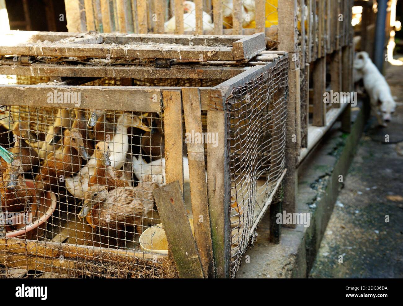 Small wire cages hi-res stock photography and images - Alamy