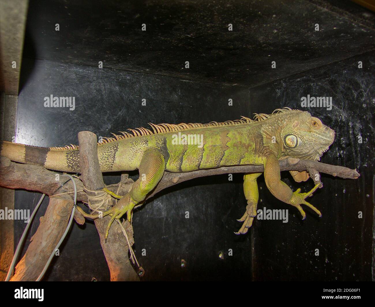 Breeding iguana in its case fixed on a branch Stock Photo - Alamy