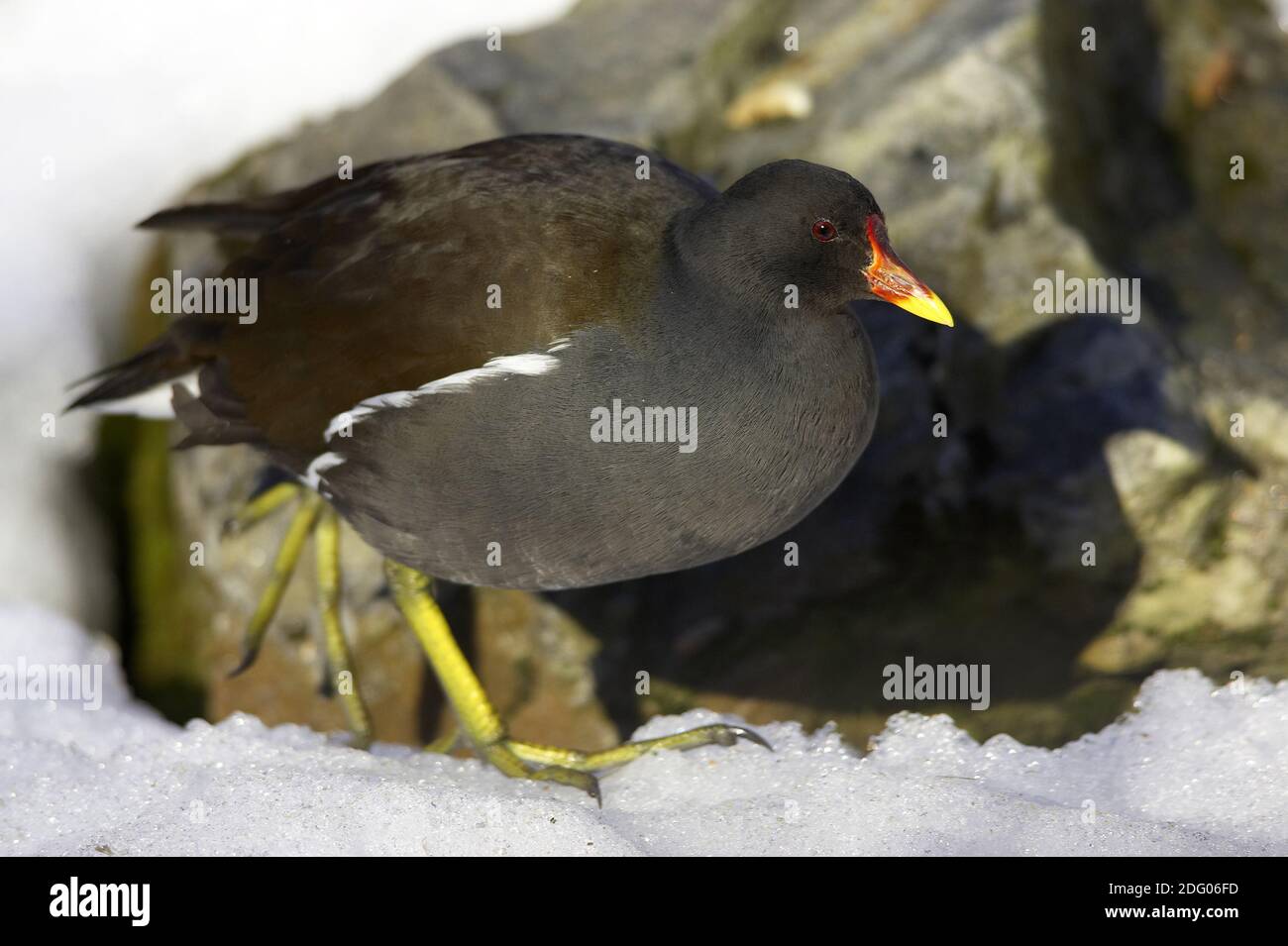 Moorhen common hi-res stock photography and images - Alamy