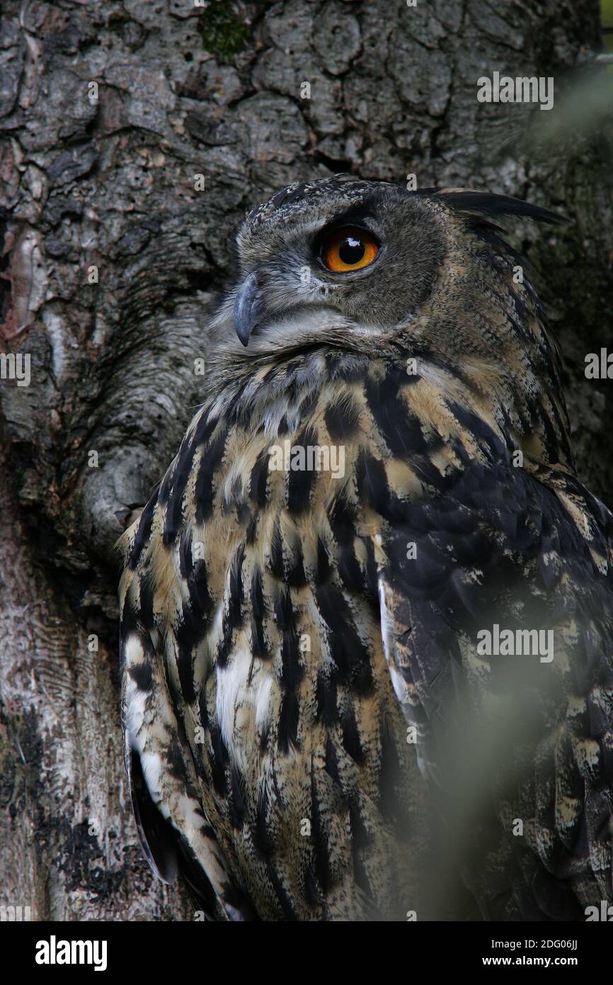 Owl strigiformes hi-res stock photography and images - Alamy