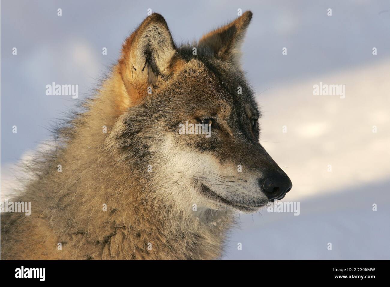 Wolf track hi-res stock photography and images - Alamy