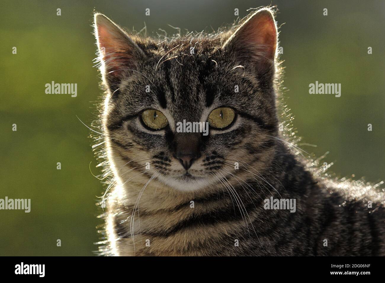 Tough cat hi-res stock photography and images - Alamy