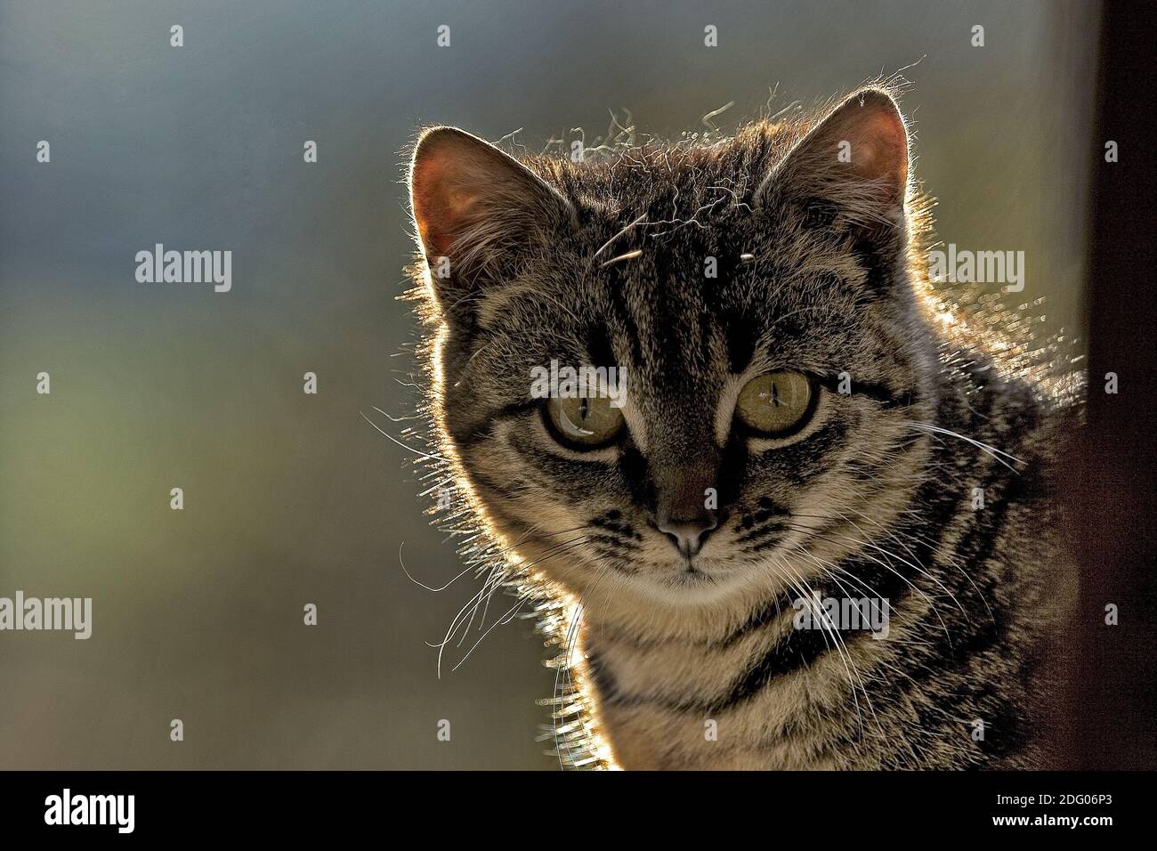 Tough cat hi-res stock photography and images - Alamy
