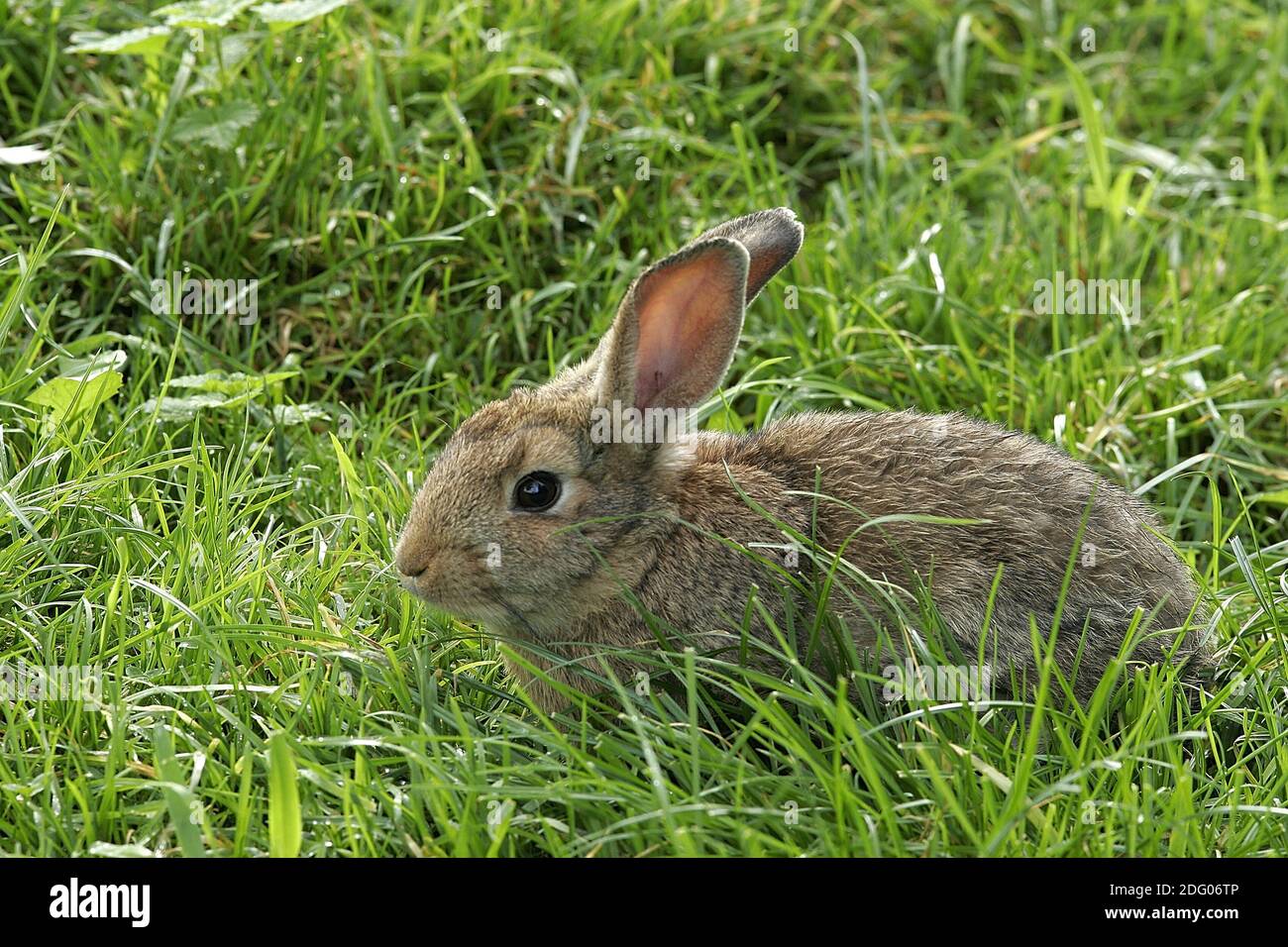 Conejo domestico hi-res stock photography and images - Alamy