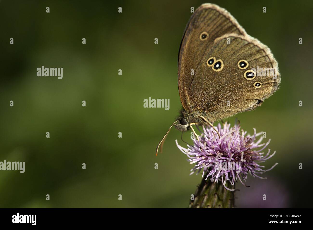 Ringle hi-res stock photography and images - Alamy