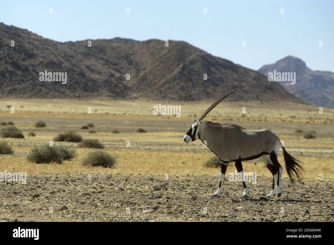 Gemsbocks hi-res stock photography and images - Alamy