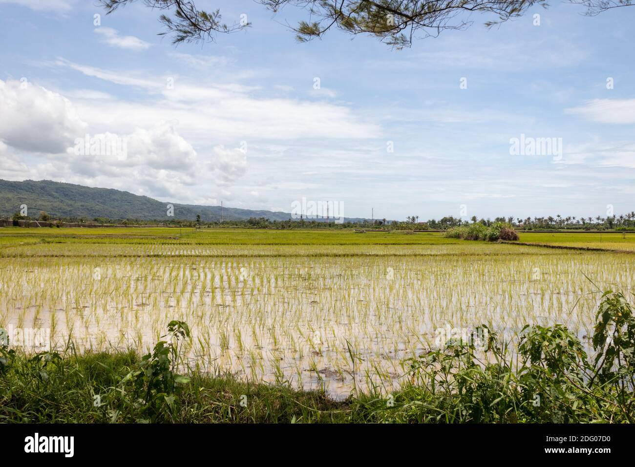 A stretch of rice field with a clear sky Stock Photo - Alamy