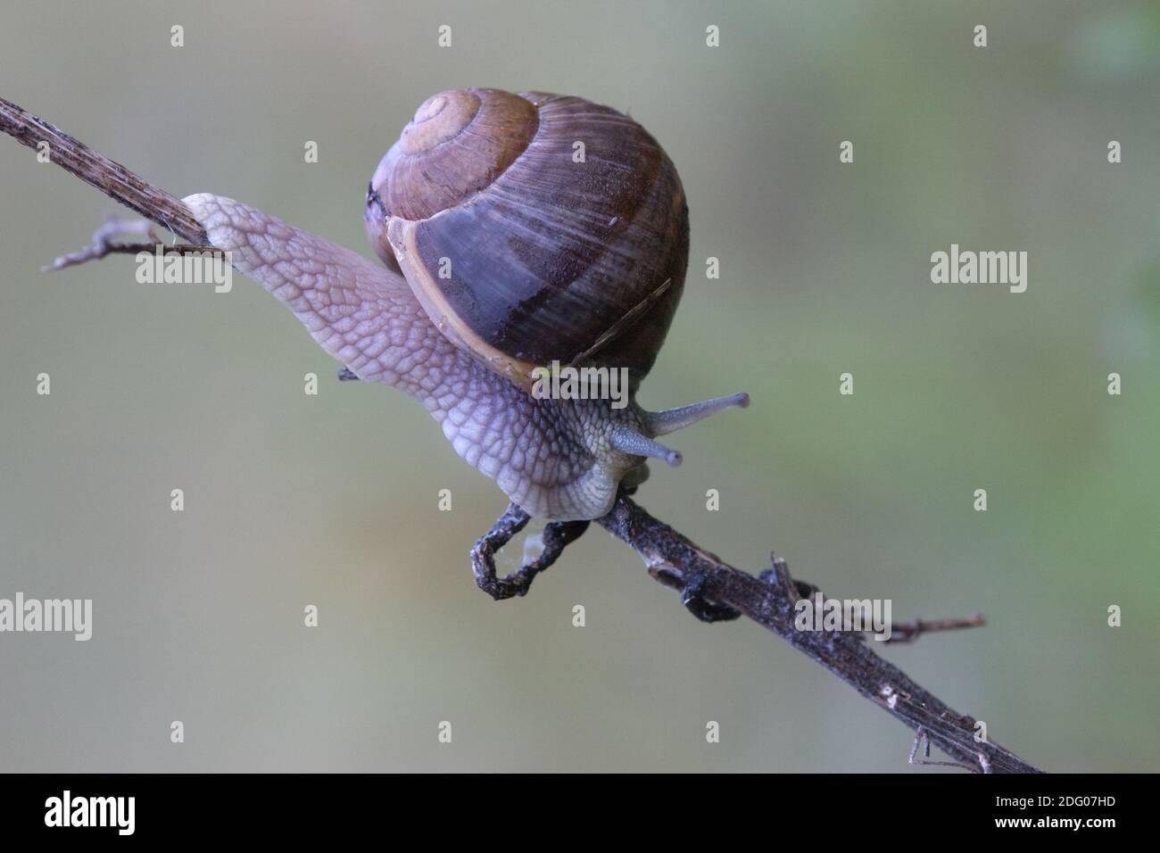 Snail shell house hi-res stock photography and images - Alamy