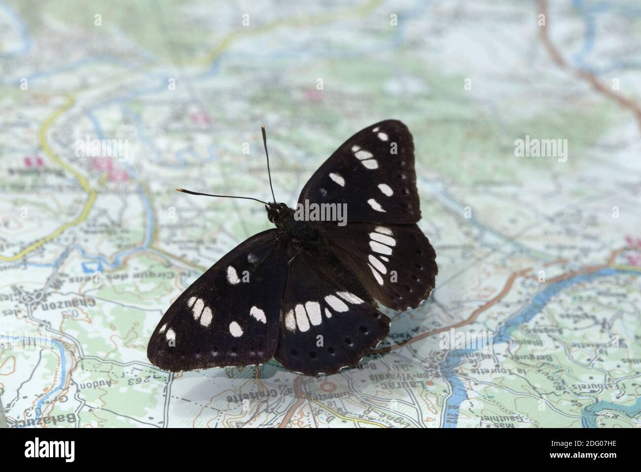 Butterfly on tourist map Stock Photo - Alamy