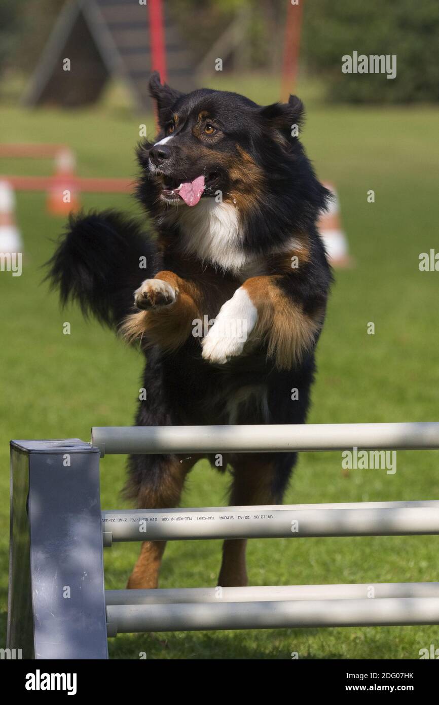 Dog at the agility competition Stock Photo - Alamy