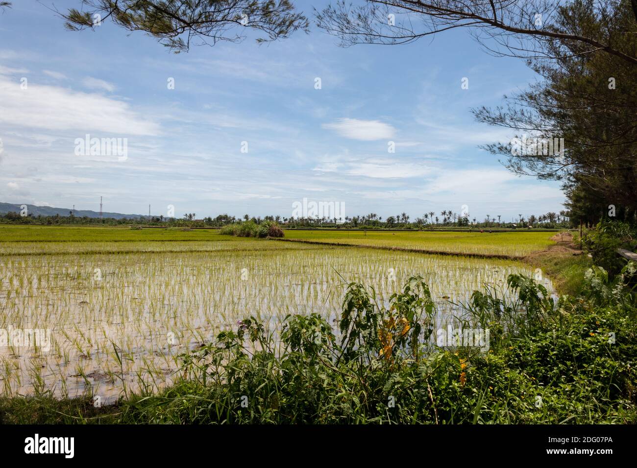 A stretch of rice field with a clear sky Stock Photo - Alamy