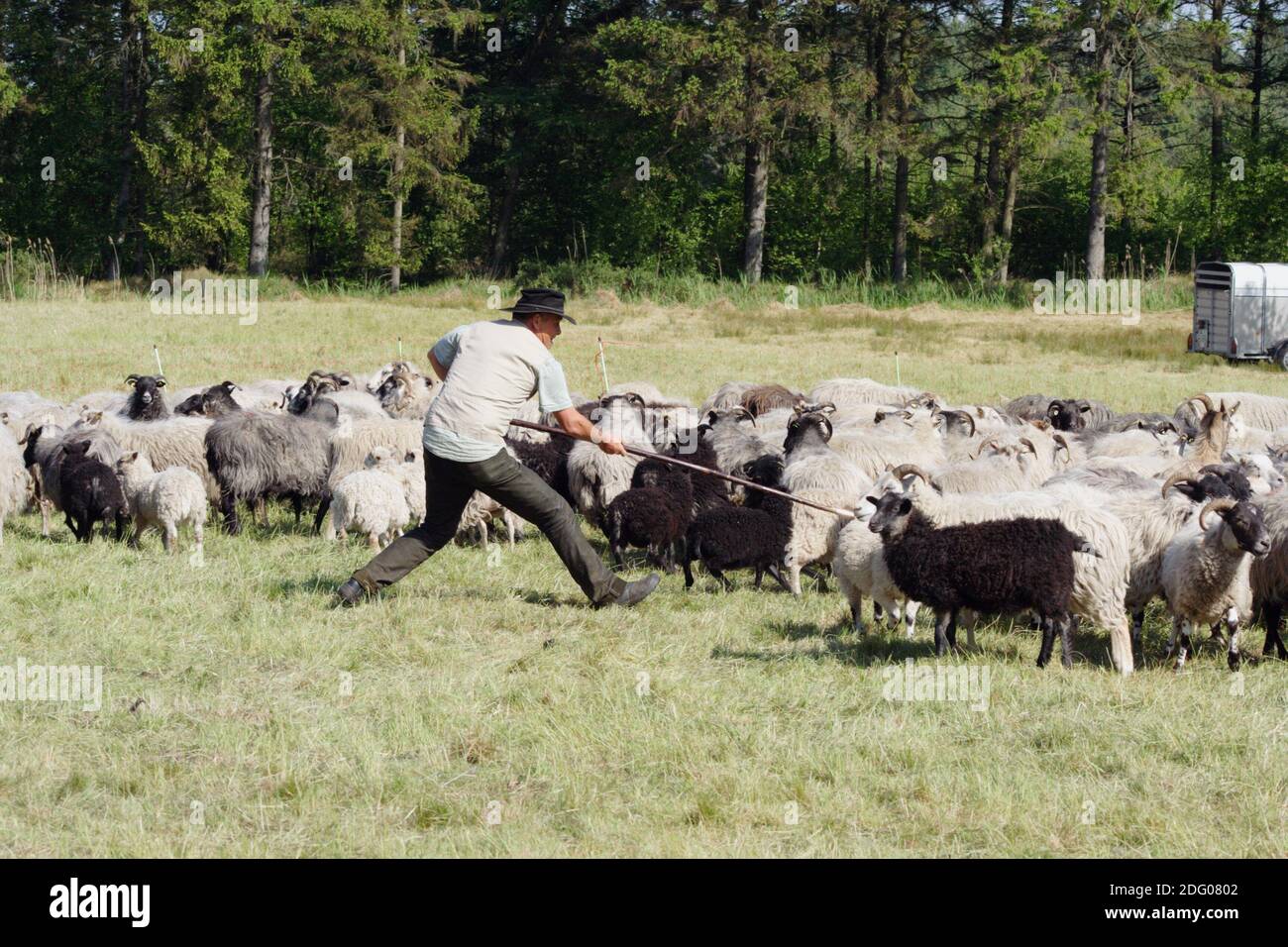 Wanderschaefer mit schafherde, sheepherder with zool. flock of sheep ...