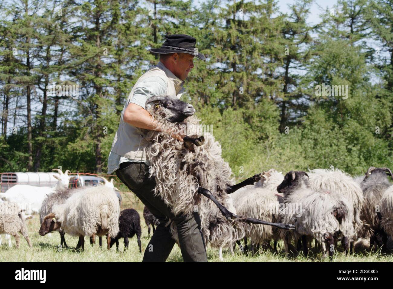 Wanderschaefer mit schafherde, sheepherder with zool. flock of sheep ...
