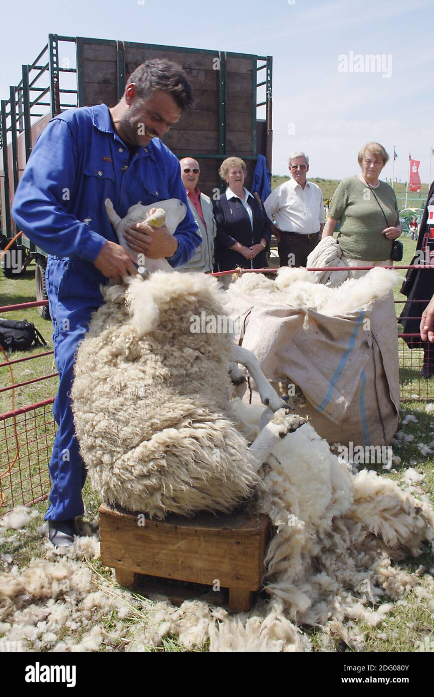 Sheepshearing, sheep breeding, sheep wool, sheep farmer is ...