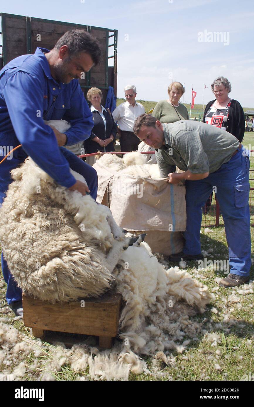 Sheepshearing, sheep breeding, sheep wool, sheep farmer is ...