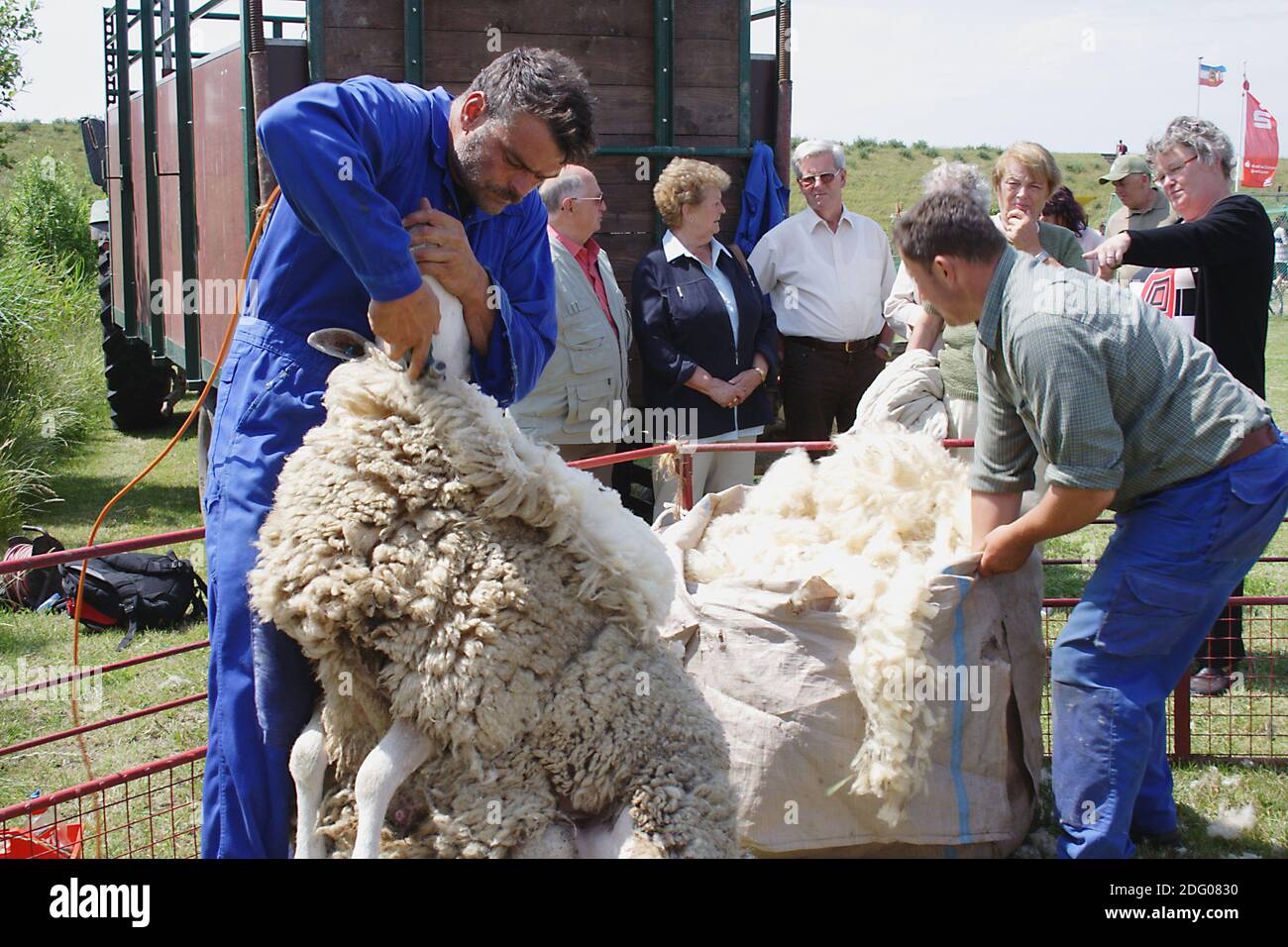 Shearling, shearling, sheep farmer is sheepshearing, sheep breeding ...