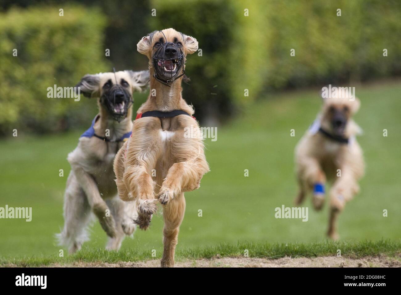 Afghan hound racing hi-res stock photography and images - Alamy