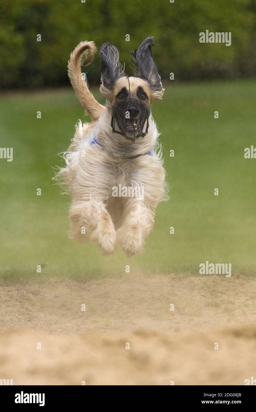 Flying dogs hi-res stock photography and images - Alamy