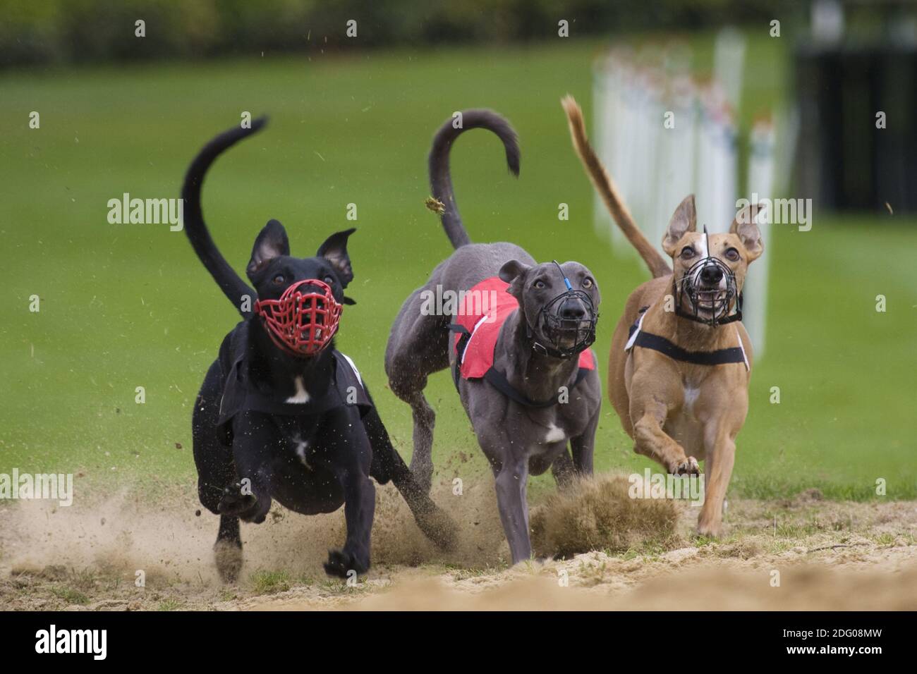 Three dogs at the greyhound racing Stock Photo - Alamy