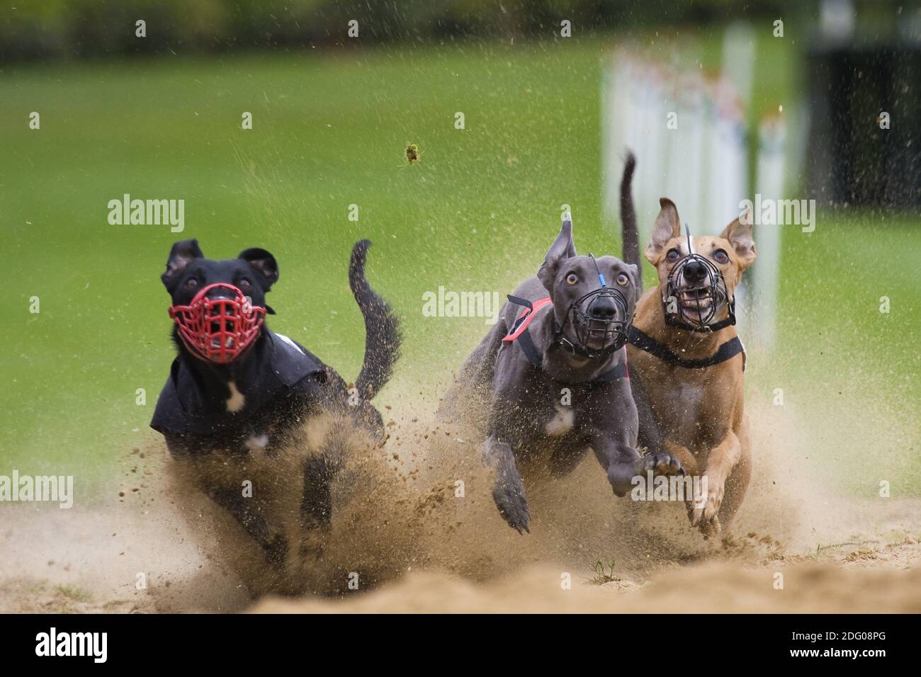 Flying with dogs hi-res stock photography and images - Alamy