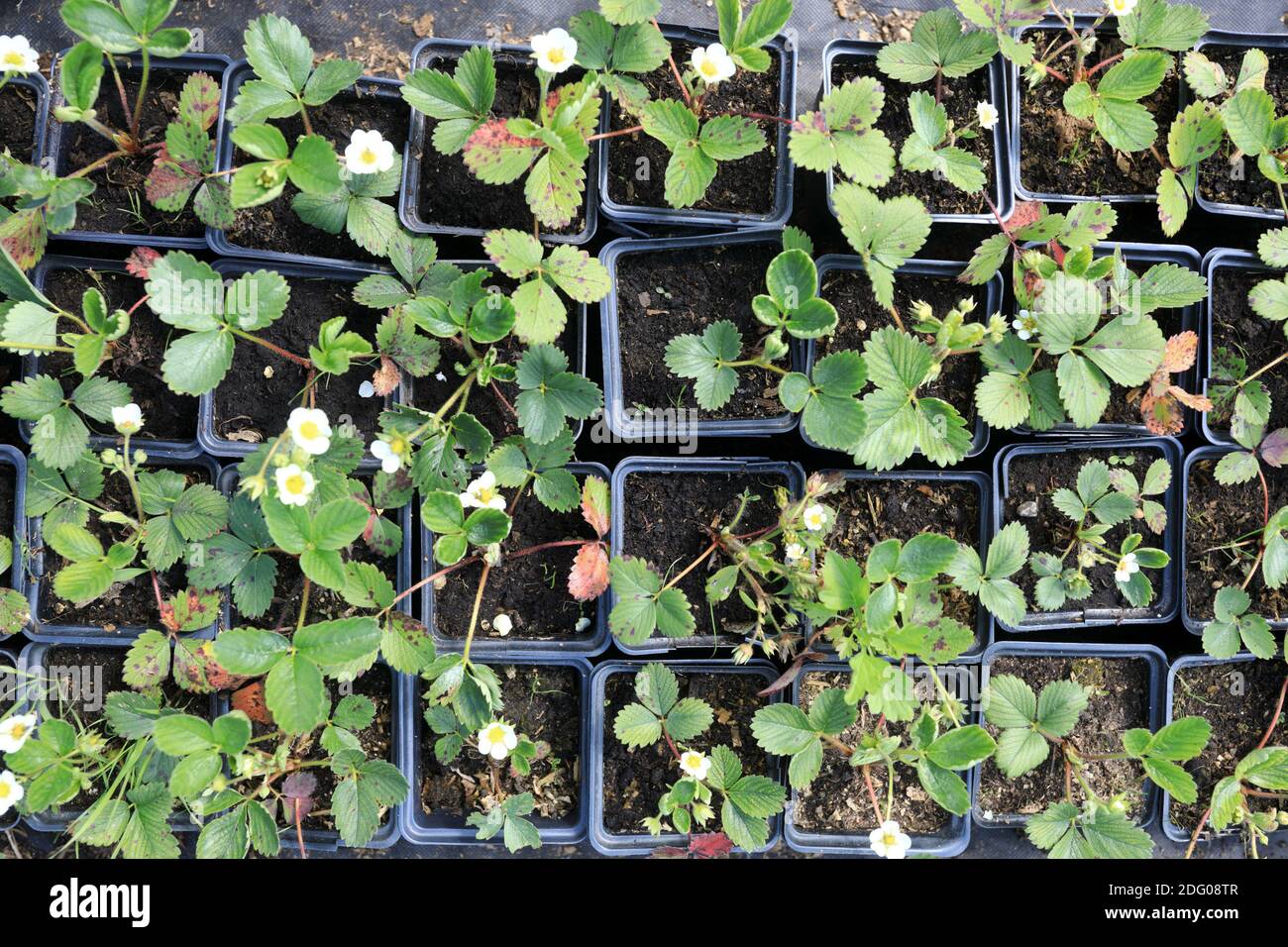 Strawberry seedlings in pots garden hi-res stock photography and images ...